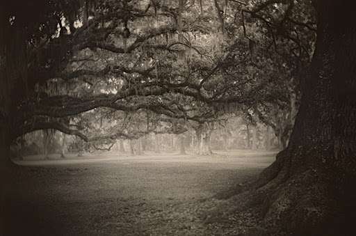El colodión Húmedo | Fotografía Analógica